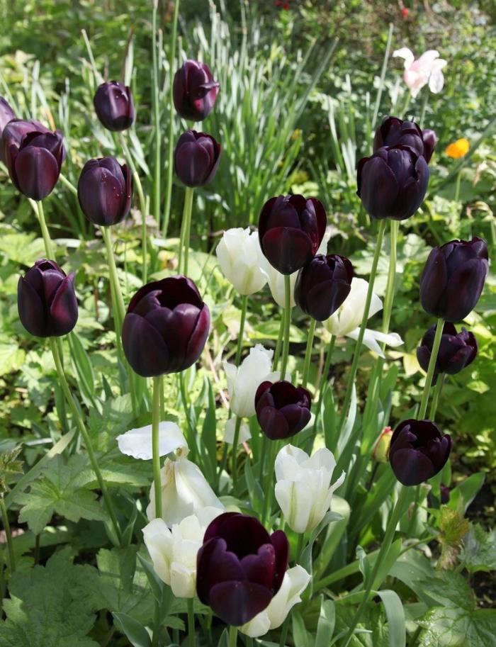 Tulip Queen of Night